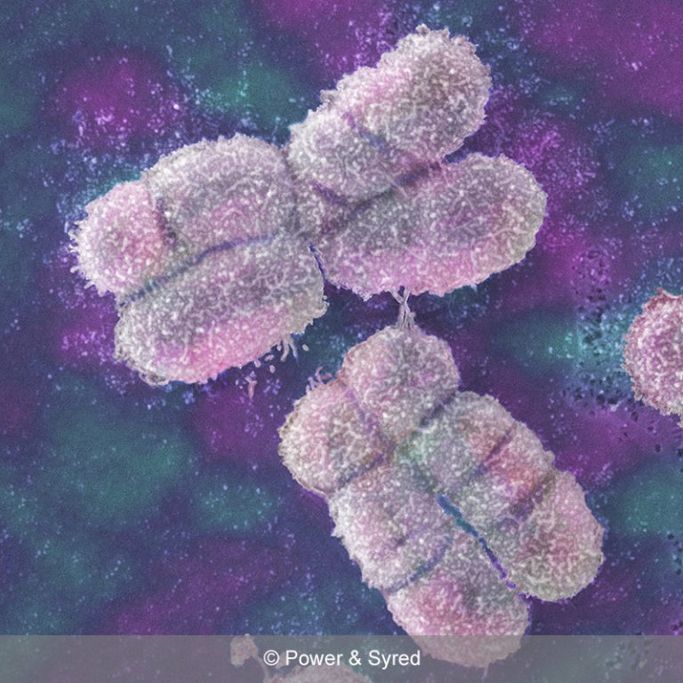 Chromosomes - PS micrographs