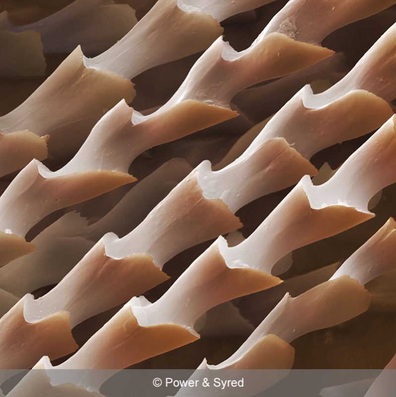 Animals - PS micrographs