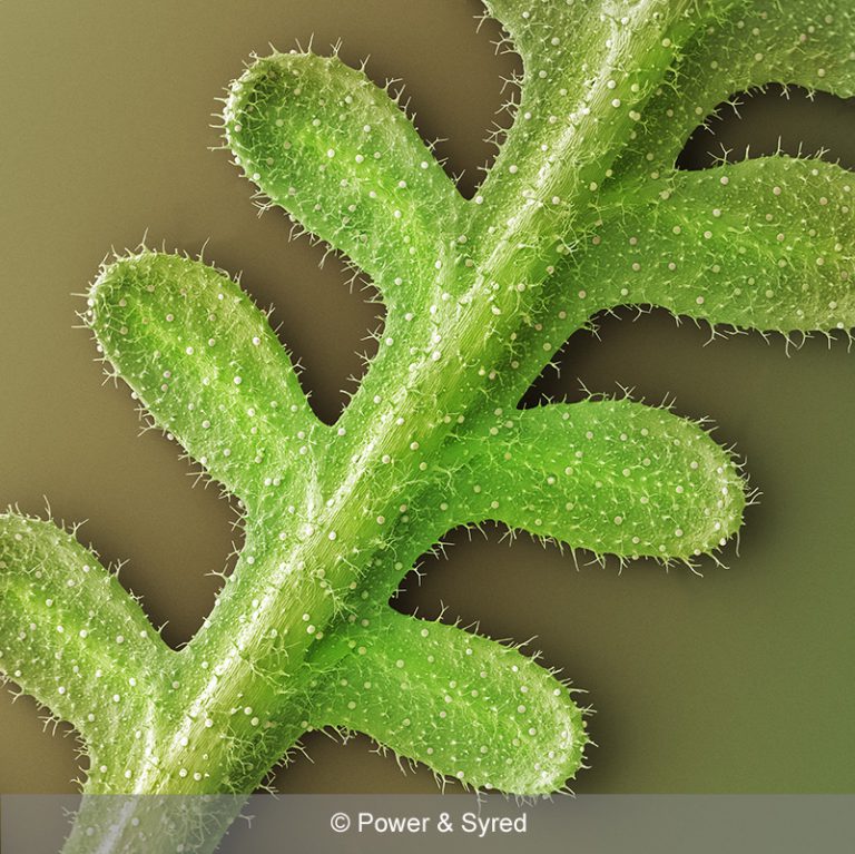 Flowers & Plants - PS micrographs